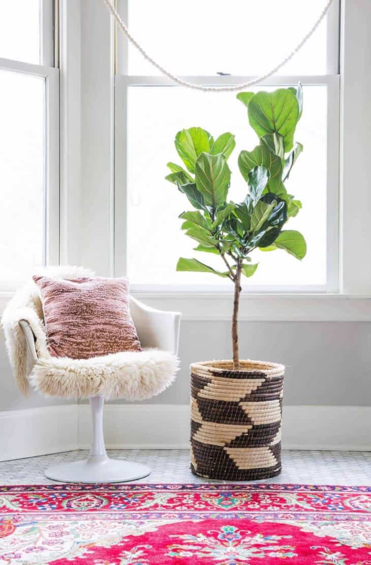 How to Care for Fiddle Leaf Figs - A Beautiful Mess