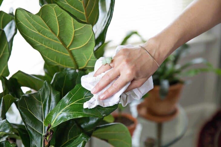 5 Tips for Caring for Fiddle Leaf Figs - A Beautiful Mess