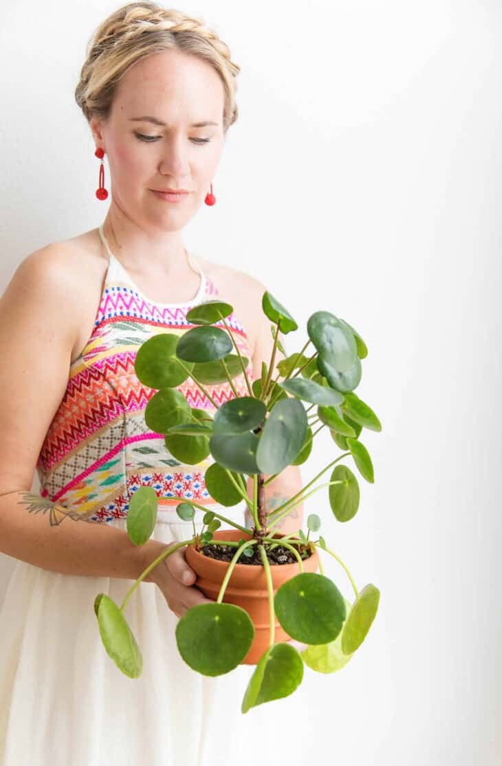 Caring for Pilea (Chinese Money Plant) - A Beautiful Mess