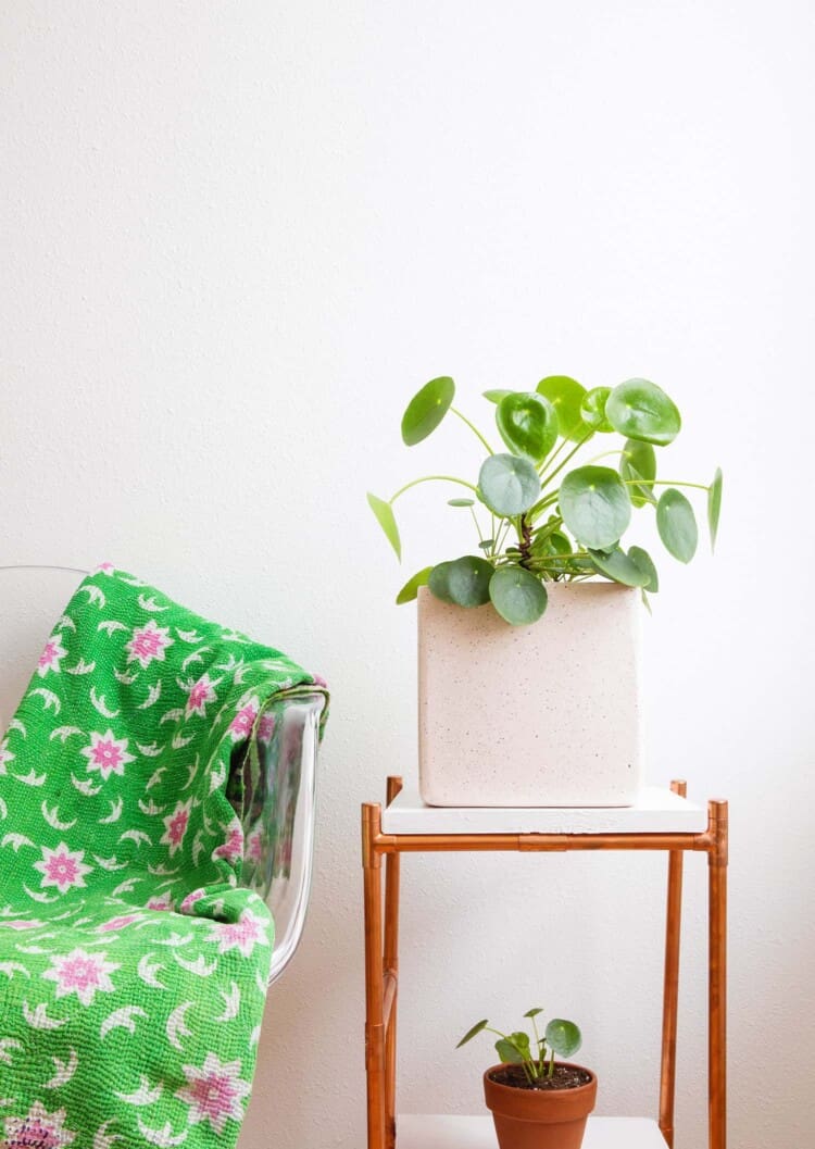 Caring for Pilea (Chinese Money Plant) - A Beautiful Mess
