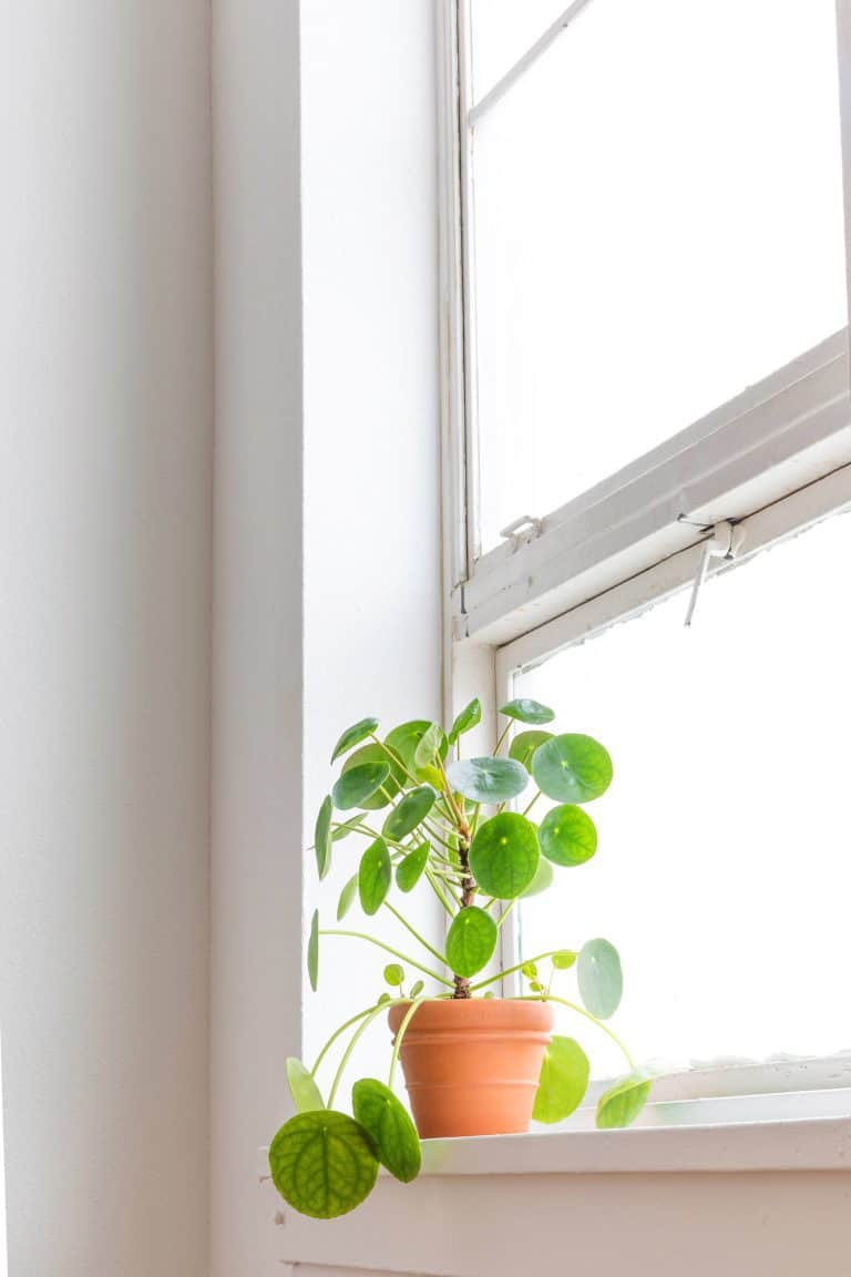 Caring for Pilea (Chinese Money Plant) - A Beautiful Mess