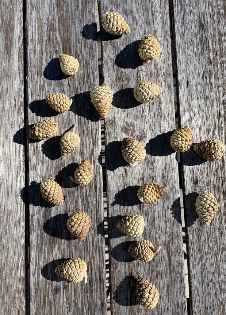 How to Bleach Pinecones - A Beautiful Mess