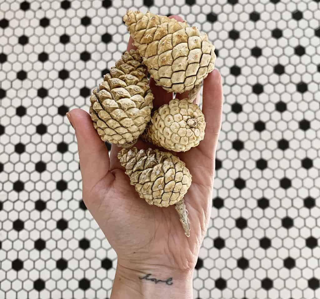 How to Bleach Pinecones - A Beautiful Mess