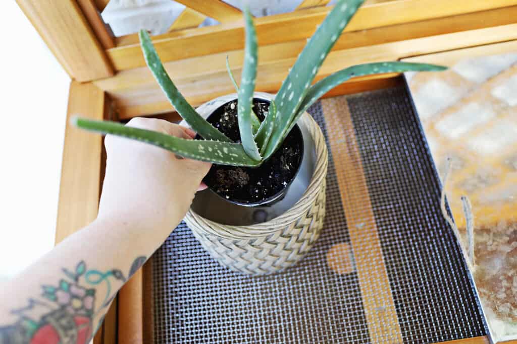 How Elsie Set Up Her Potting Station - A Beautiful Mess