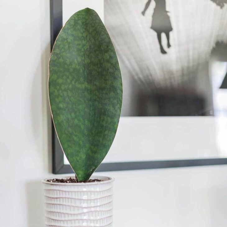 How to Care for Snake Plants - Sansevieria - A Beautiful Mess