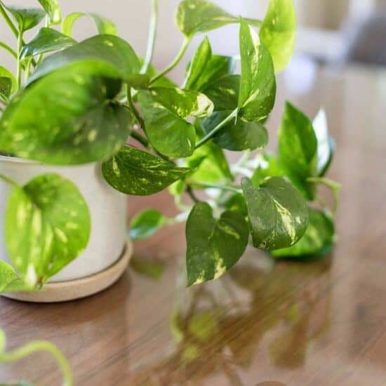 How to Care for Golden Pothos - A Beautiful Mess