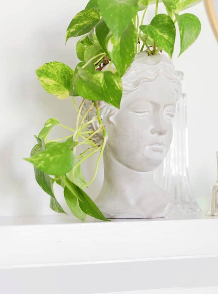 How to Care for Golden Pothos - A Beautiful Mess