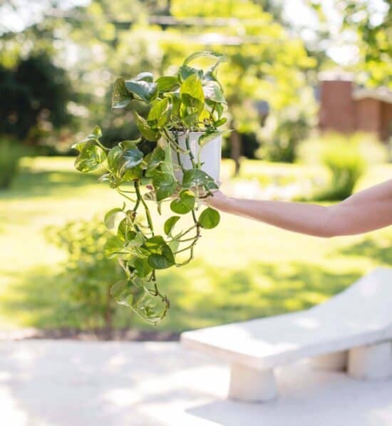 How to Care for Golden Pothos - A Beautiful Mess