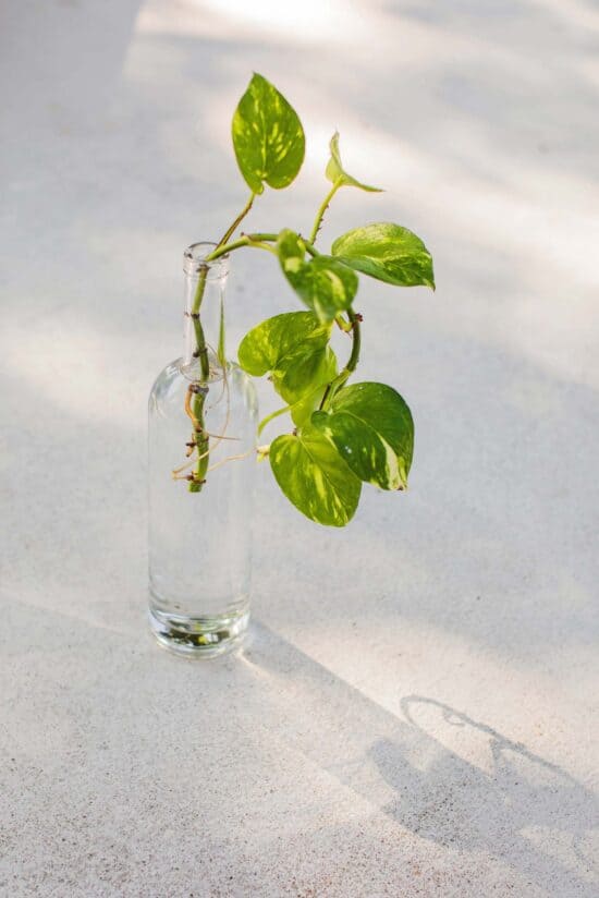How to Care for Golden Pothos - A Beautiful Mess