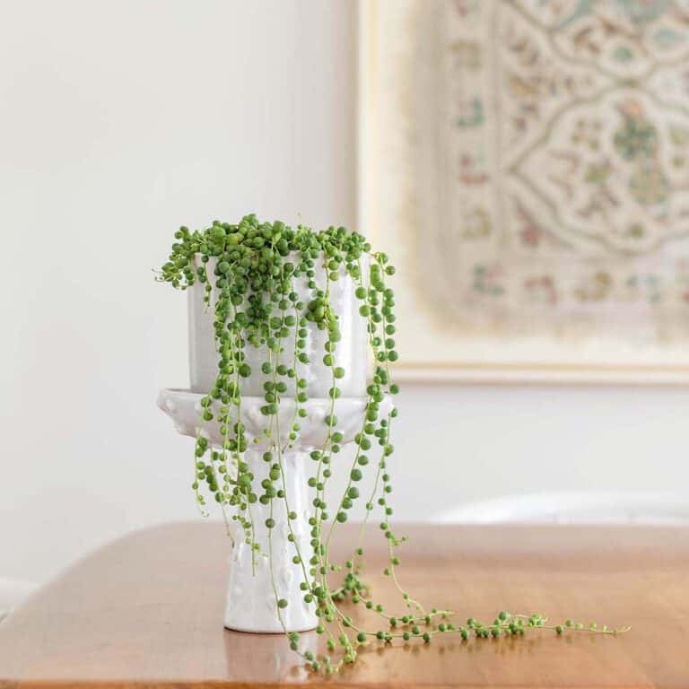 How to Care for String of Pearls Plants - A Beautiful Mess