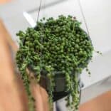 How to Care for String of Pearls Plants - A Beautiful Mess