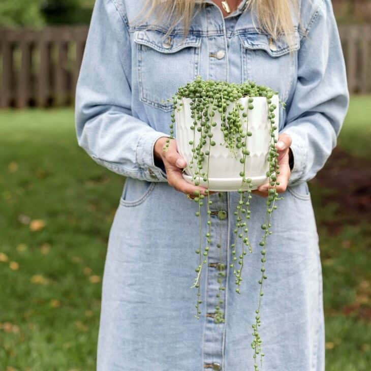 How to Care for String of Pearls Plants - A Beautiful Mess