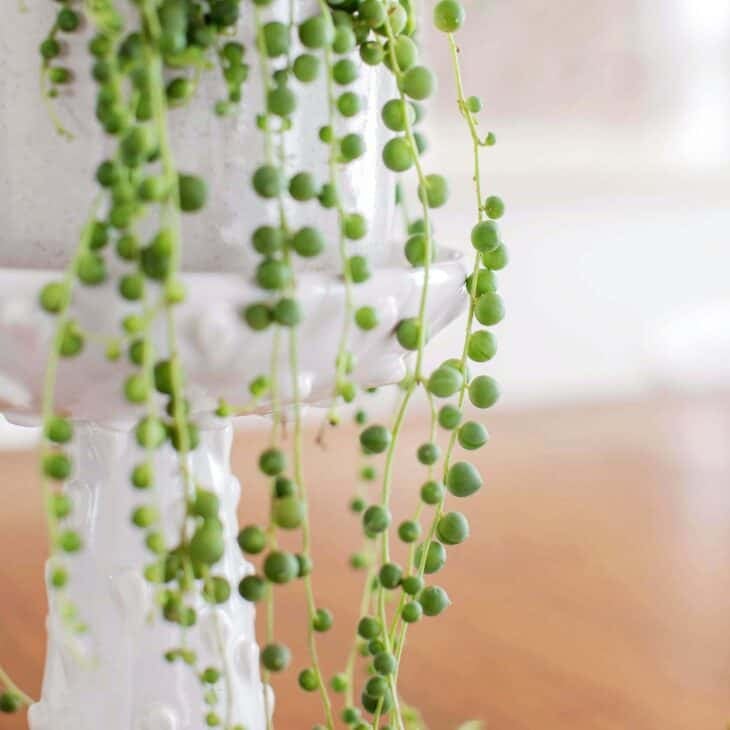 How to Care for String of Pearls Plants - A Beautiful Mess