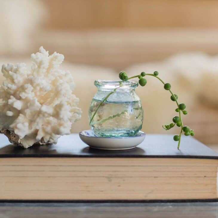 How to Care for String of Pearls Plants - A Beautiful Mess