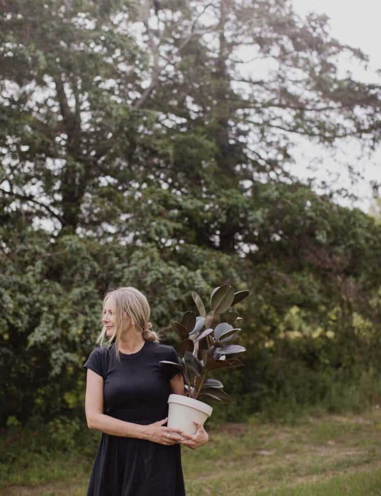 How to Care for a Rubber Tree - A Beautiful Mess
