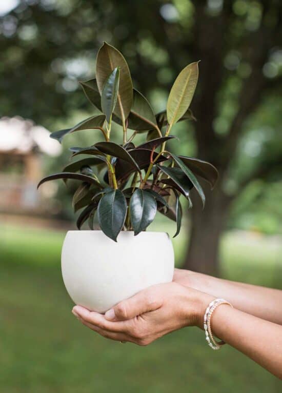 How to Care for a Rubber Tree - A Beautiful Mess