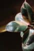 How to Care for a Rubber Tree - A Beautiful Mess