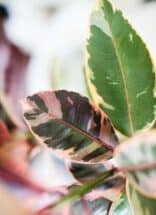 How to Care for a Rubber Tree - A Beautiful Mess