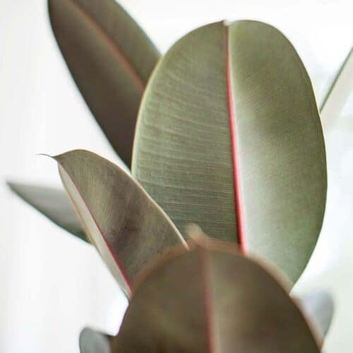 How to Care for a Rubber Tree - A Beautiful Mess