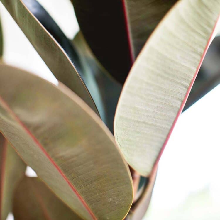 How to Care for a Rubber Tree - A Beautiful Mess