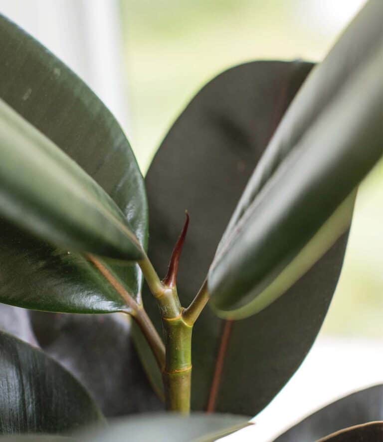 How to Care for a Rubber Tree - A Beautiful Mess