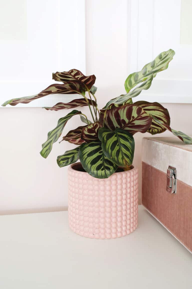 How to Care for Calathea Plants - A Beautiful Mess