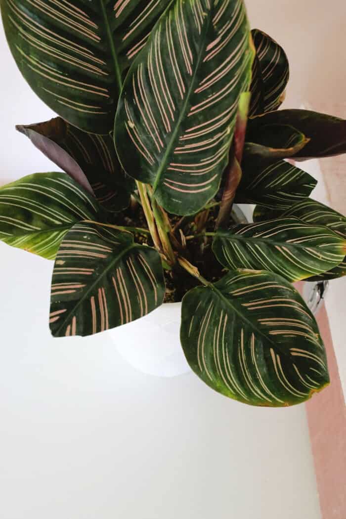 How to Care for Calathea Plants - A Beautiful Mess