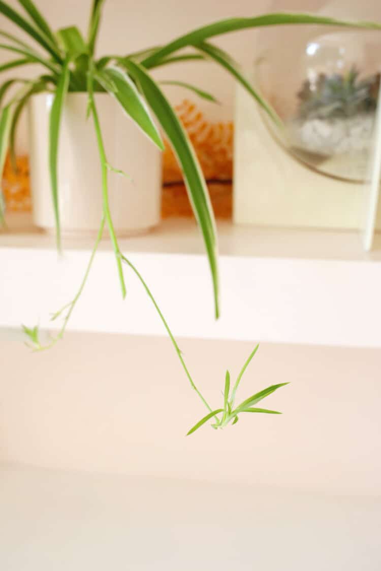 How to Grow and Care For Spider Plants - A Beautiful Mess