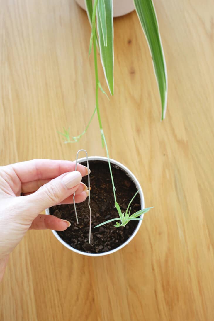 How to Grow and Care For Spider Plants - A Beautiful Mess
