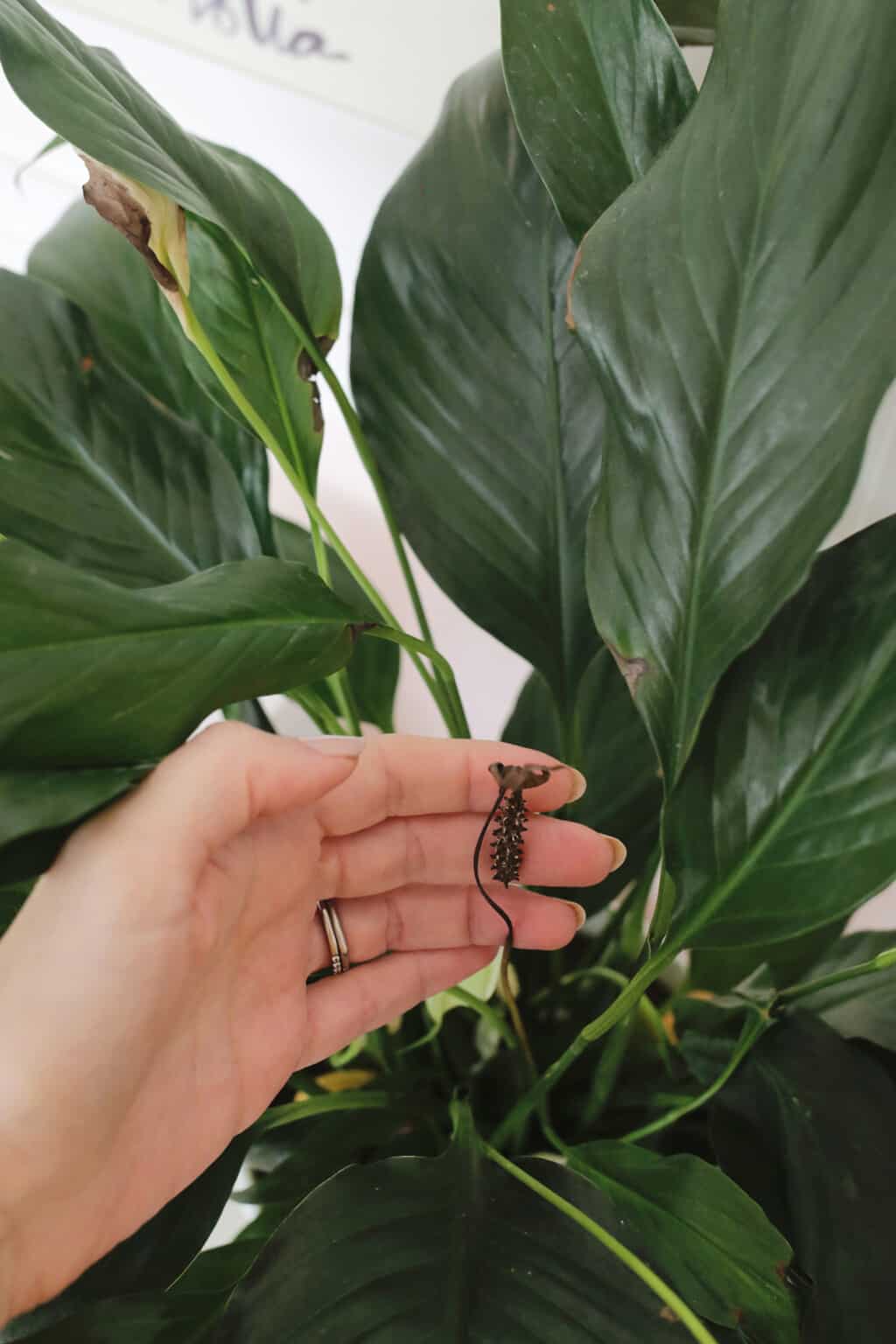 How to Grow and Care for Peace Lilies - A Beautiful Mess