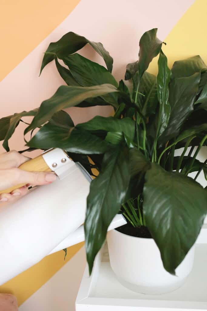 How to Grow and Care for Peace Lilies - A Beautiful Mess