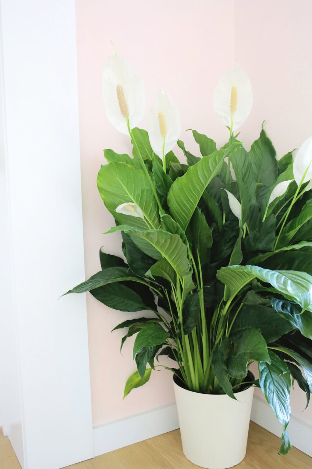 How to Grow and Care for Peace Lilies - A Beautiful Mess