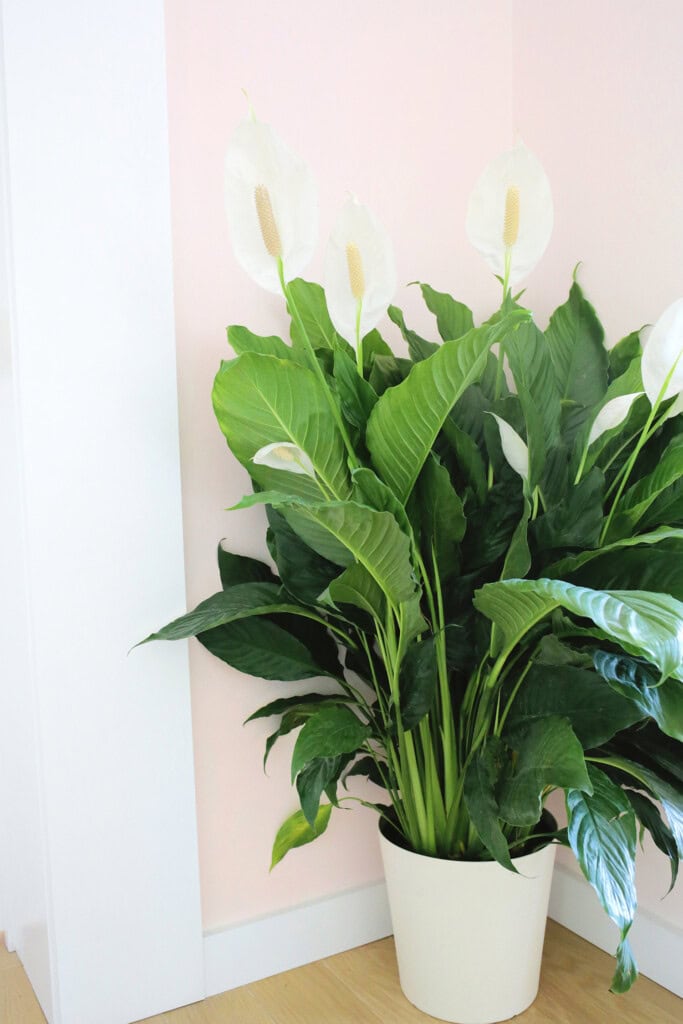 How to Grow and Care for Peace Lilies - A Beautiful Mess