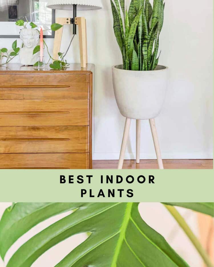 Best Indoor Plants - A Beautiful Mess
