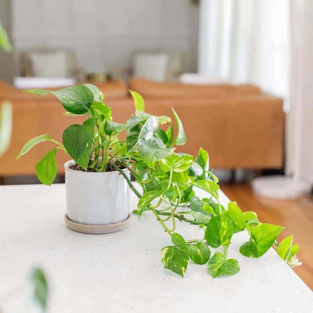 Best Indoor Plants - A Beautiful Mess