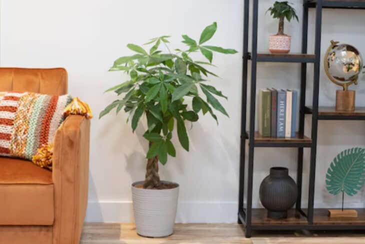 The 12 Best House Plants of 2024 - A Beautiful Mess