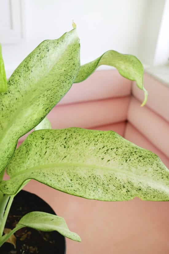 How to Grow and Care for Dieffenbachia (Dumb Cane Plant) - A Beautiful Mess