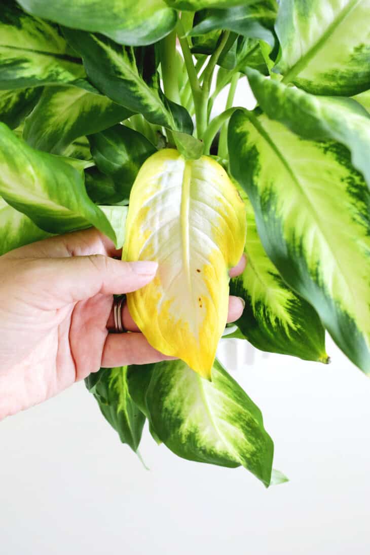 How to Grow and Care for Dieffenbachia (Dumb Cane Plant) - A Beautiful Mess