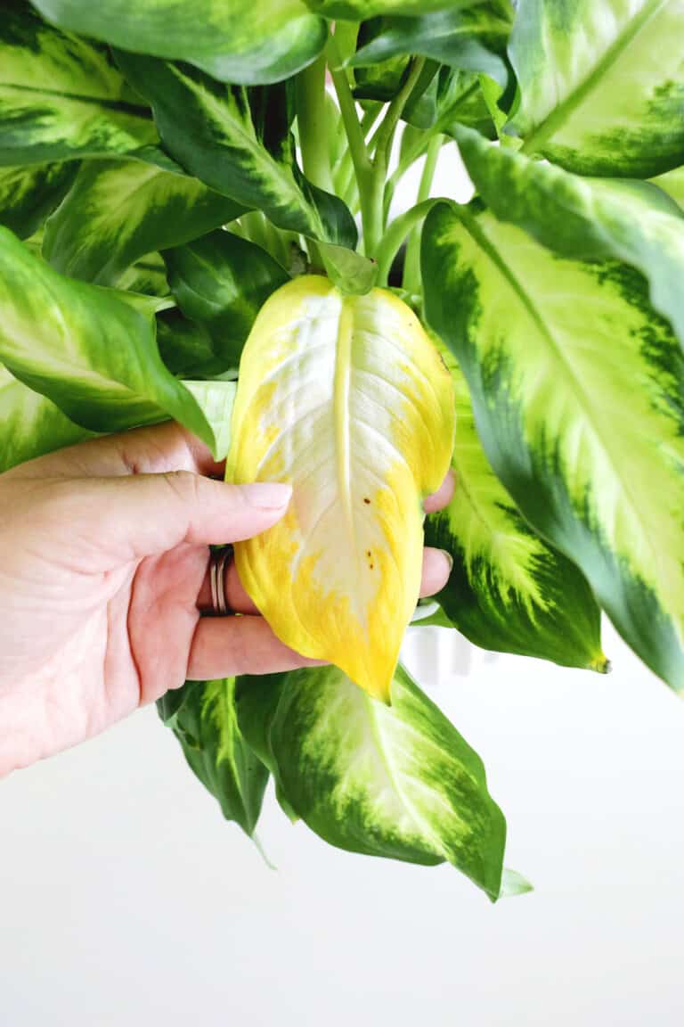 How to Grow and Care for Dieffenbachia (Dumb Cane Plant) - A Beautiful Mess