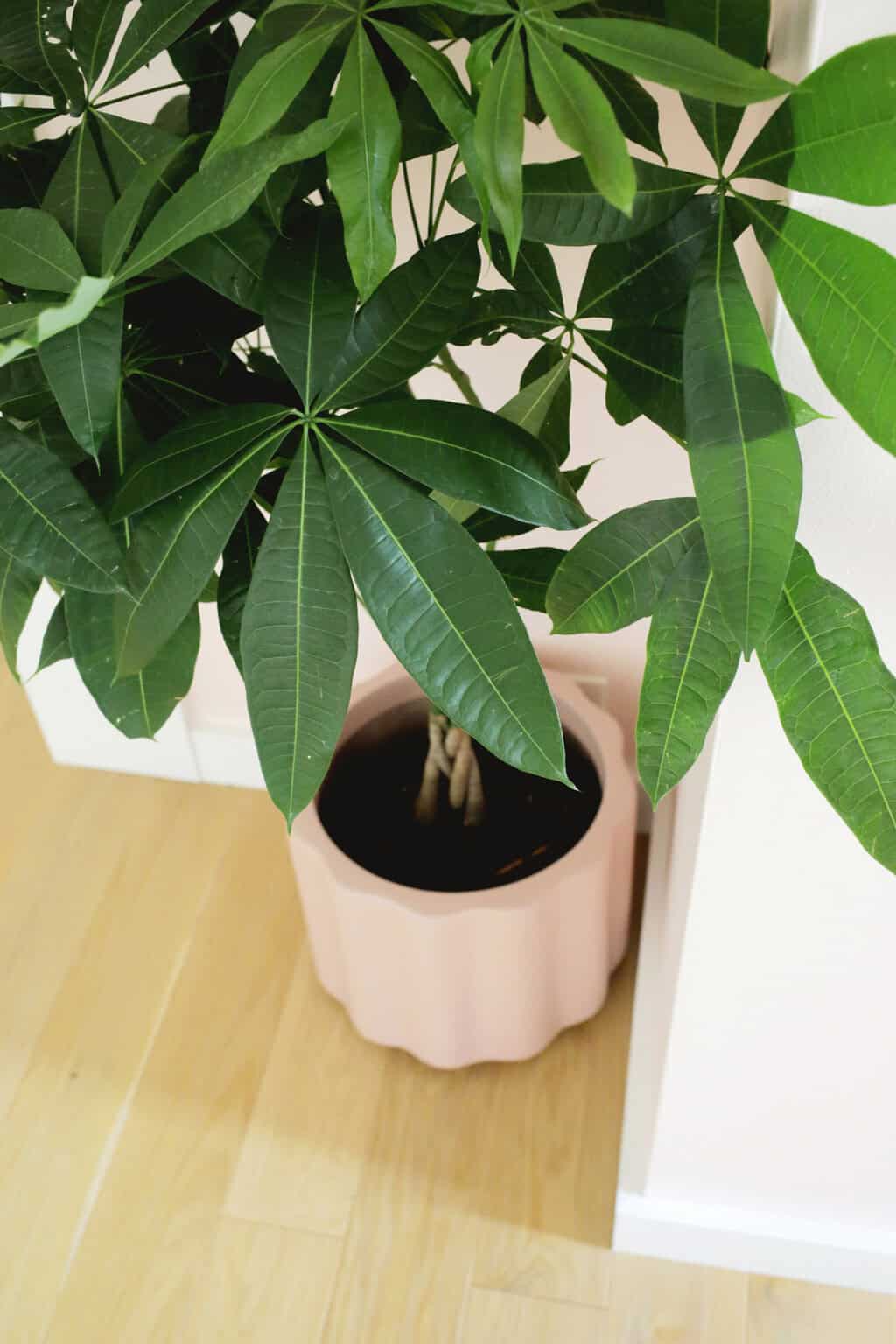 How to Grow and Care for a Money Tree - A Beautiful Mess