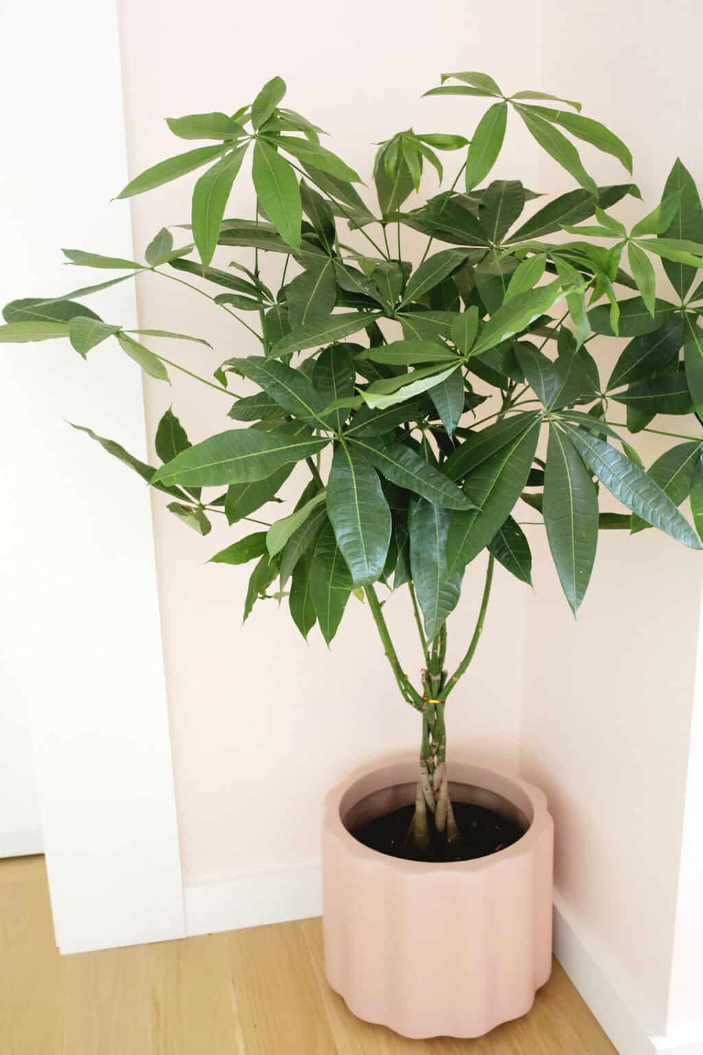 How to Grow and Care for a Money Tree - A Beautiful Mess