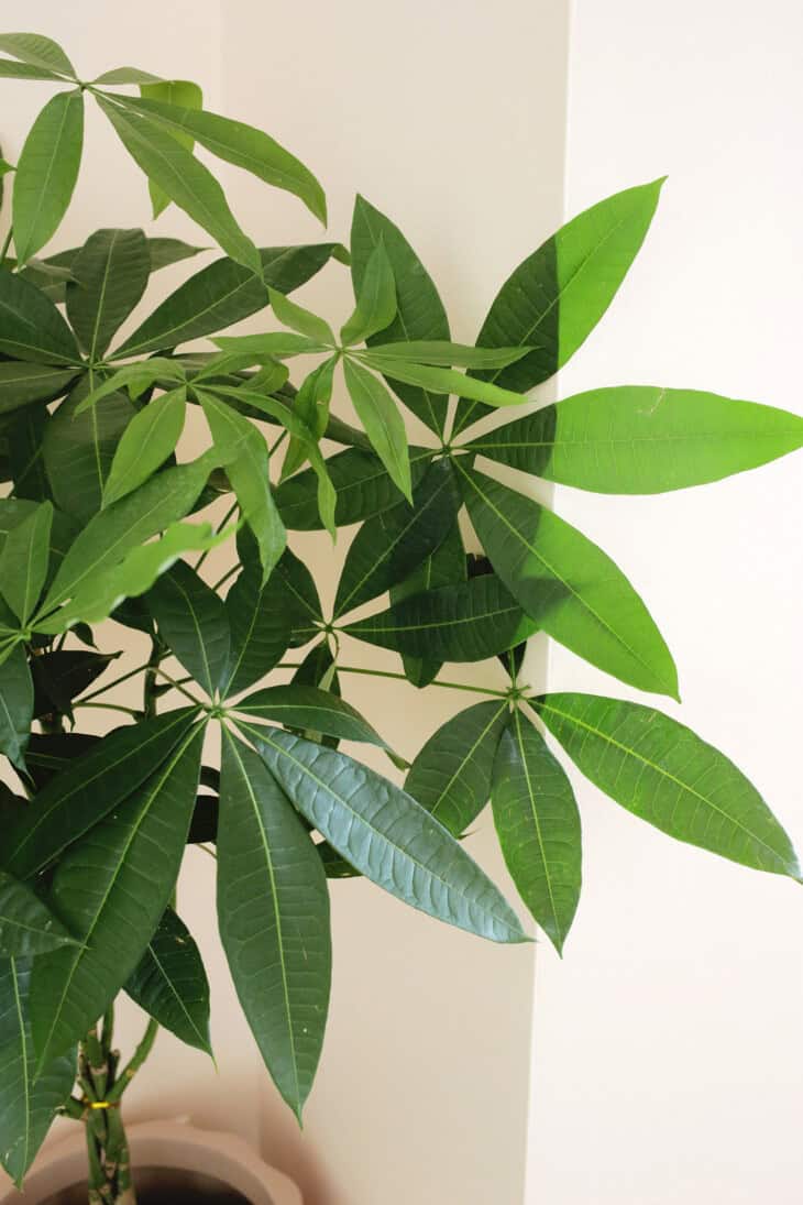 How to Grow and Care for a Money Tree - A Beautiful Mess