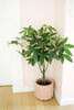 How to Grow and Care for a Money Tree - A Beautiful Mess