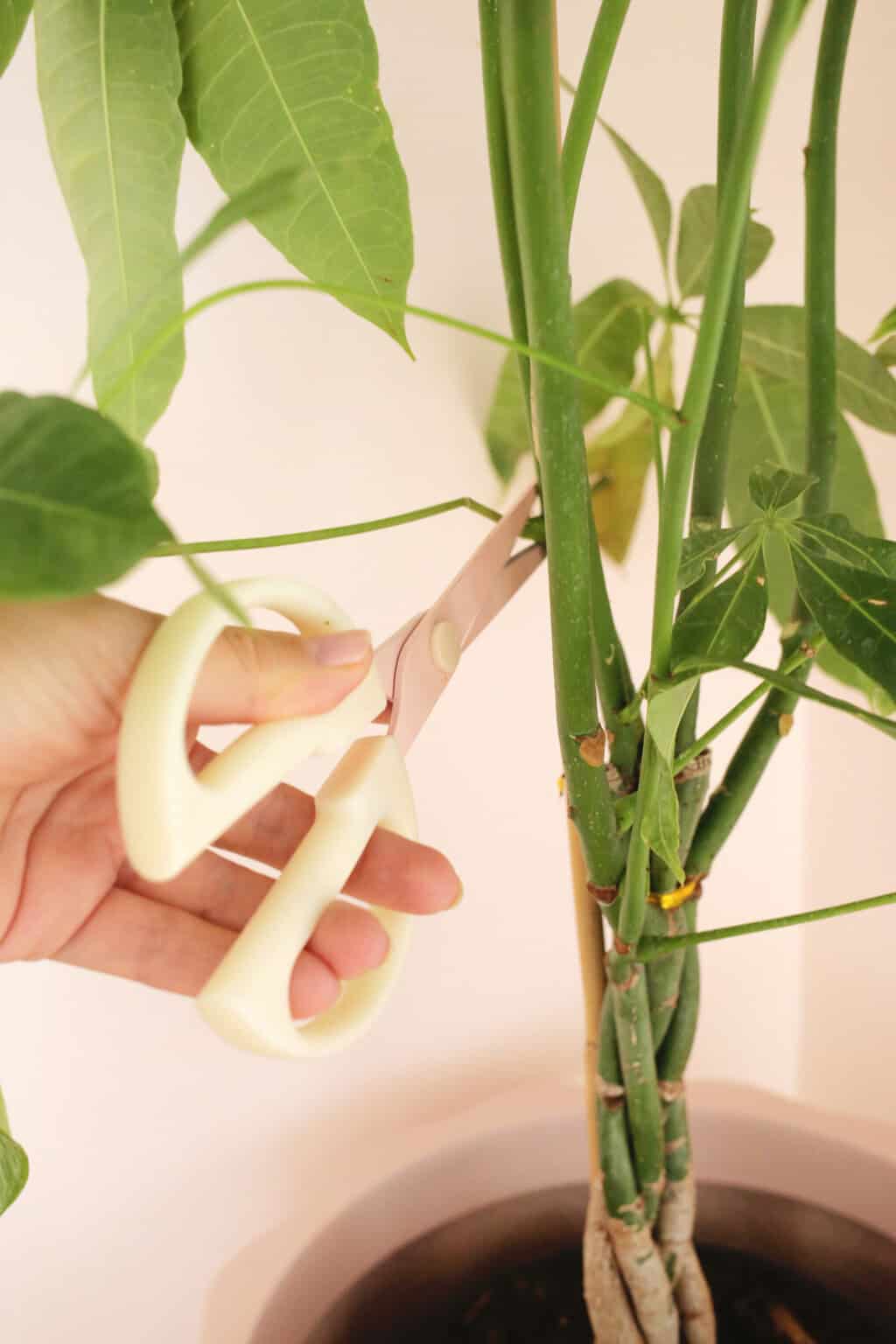 How to Grow and Care for a Money Tree - A Beautiful Mess