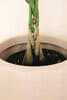 How to Grow and Care for a Money Tree - A Beautiful Mess