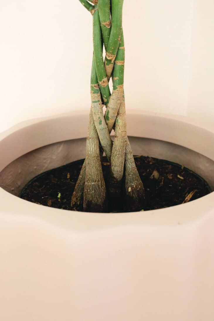 How to Grow and Care for a Money Tree - A Beautiful Mess