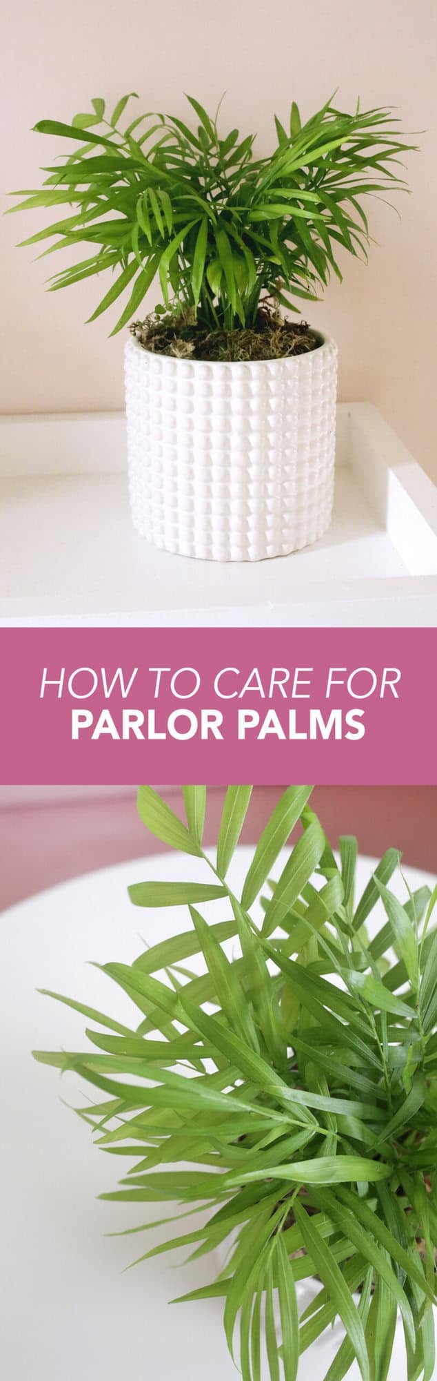 Grow and Care for Parlor Palms - A Beautiful Mess