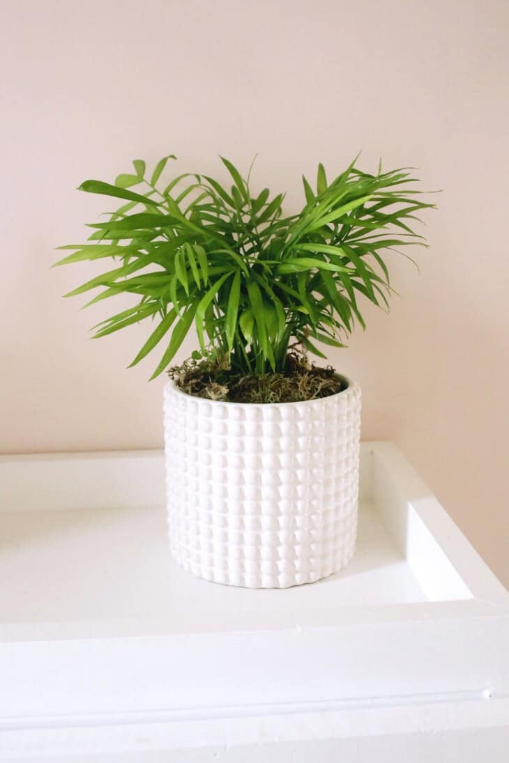 Grow and Care for Parlor Palms - A Beautiful Mess