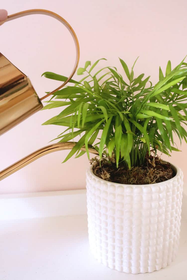 Grow and Care for Parlor Palms - A Beautiful Mess