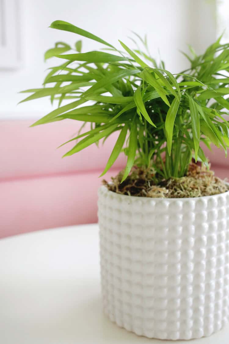 Grow and Care for Parlor Palms - A Beautiful Mess